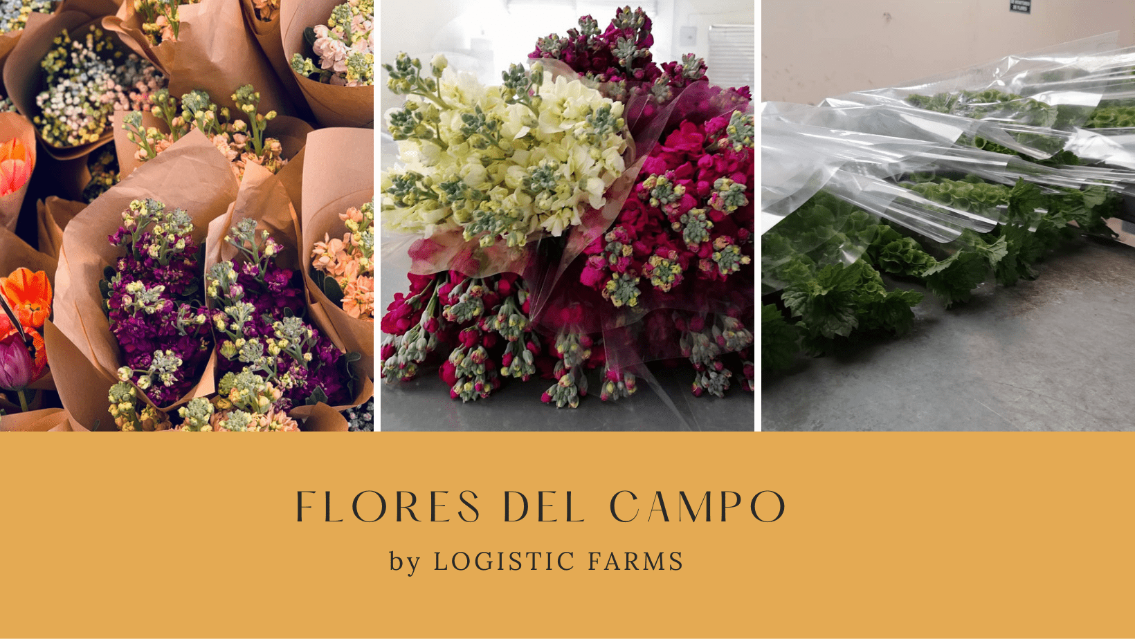 Logistics Farms – Wholesale Fresh Cut Flowers